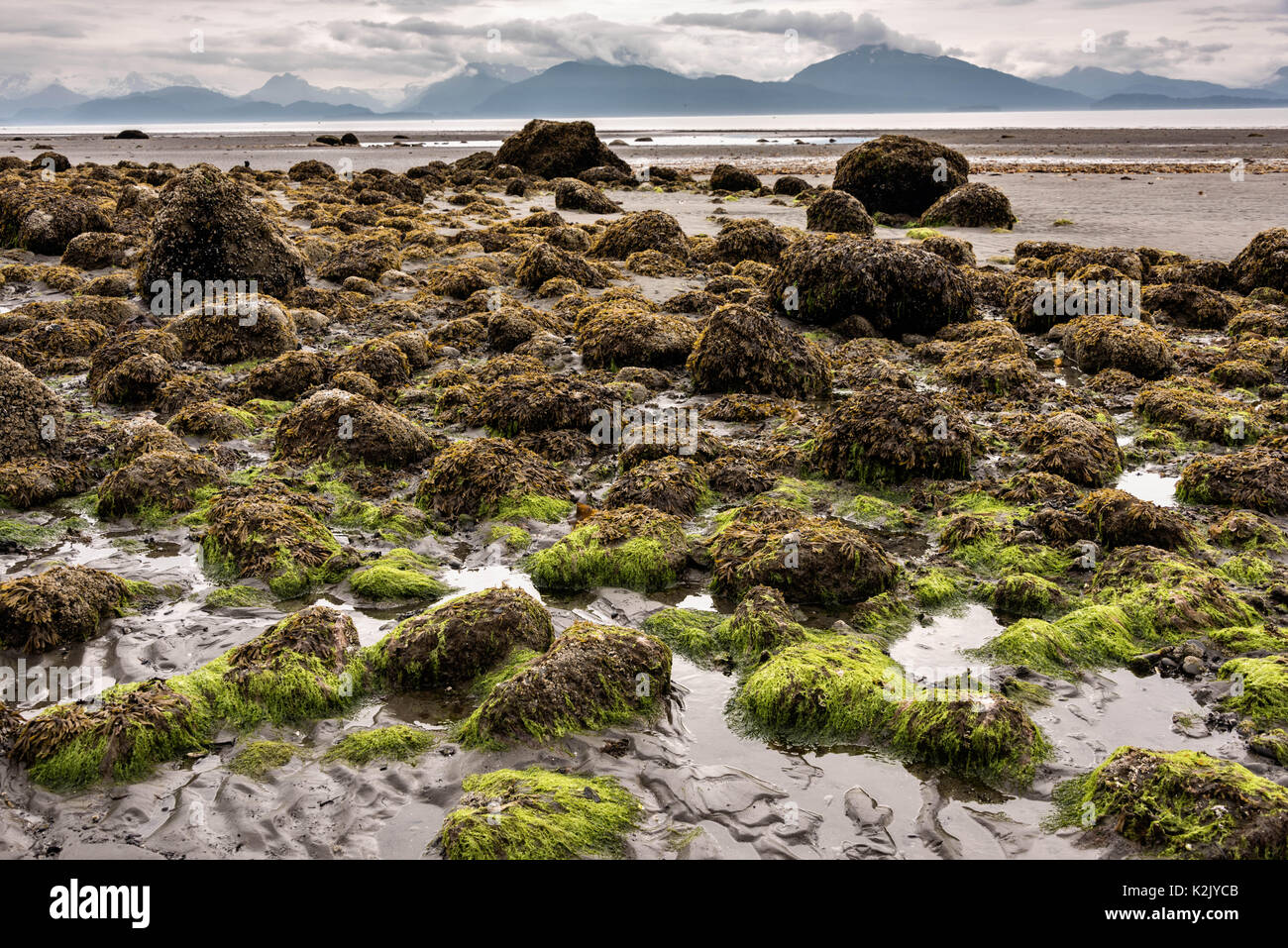 Mounds of Rockweed seaweed cover rocks in the tide pools along Bishops ...