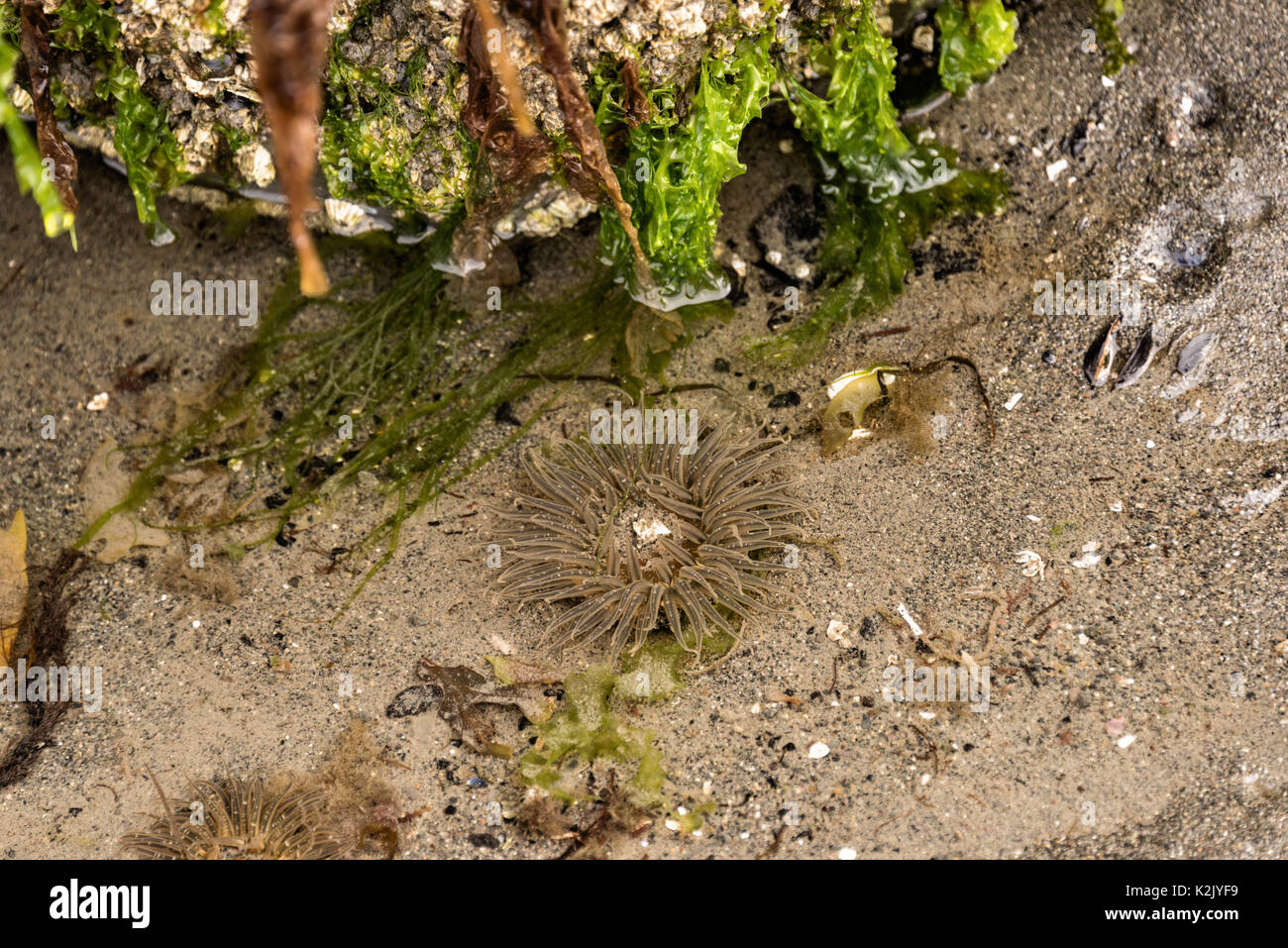 Intertidal sea anemone hi-res stock photography and images - Alamy