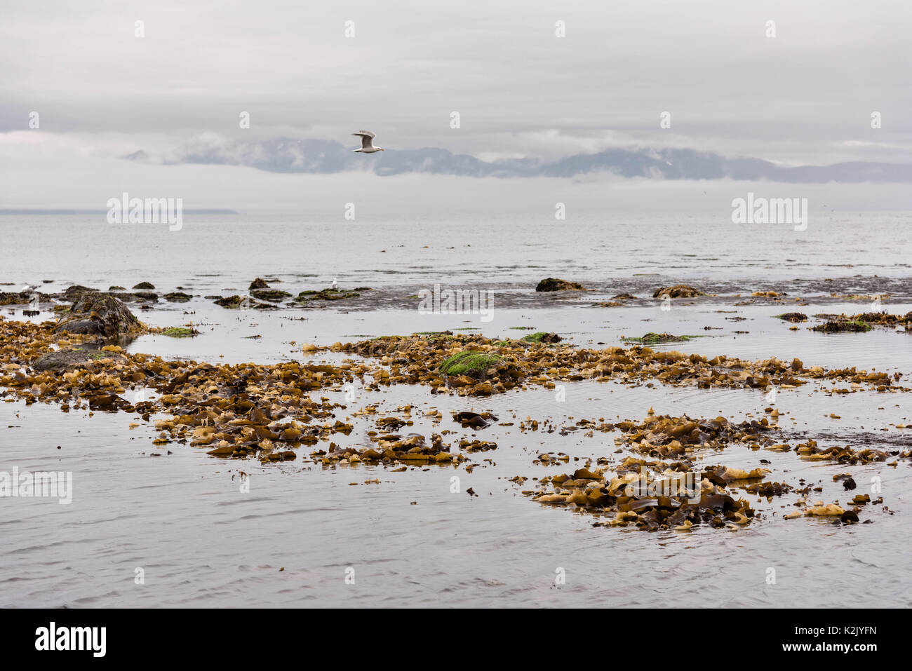 Acres of kelp in the tide pools along Bishops Beach, a sand and mud ...
