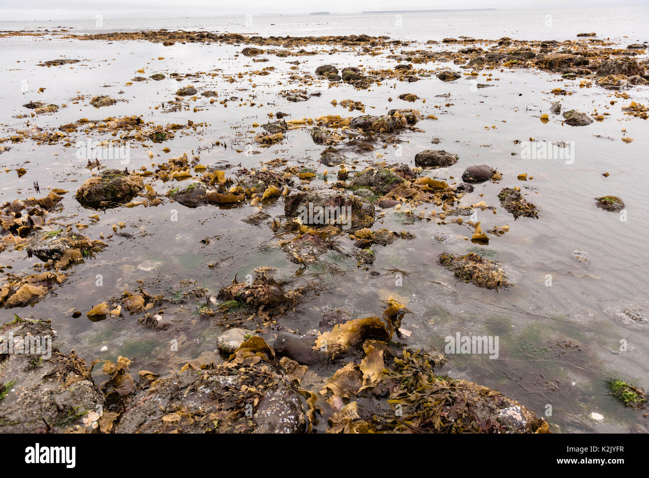 Acres of kelp in the tide pools along Bishops Beach, a sand and mud ...