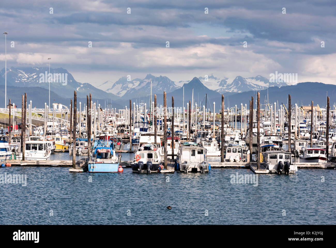 Boats docked in the City of Homer Port & Harbor marina with a sea otter ...