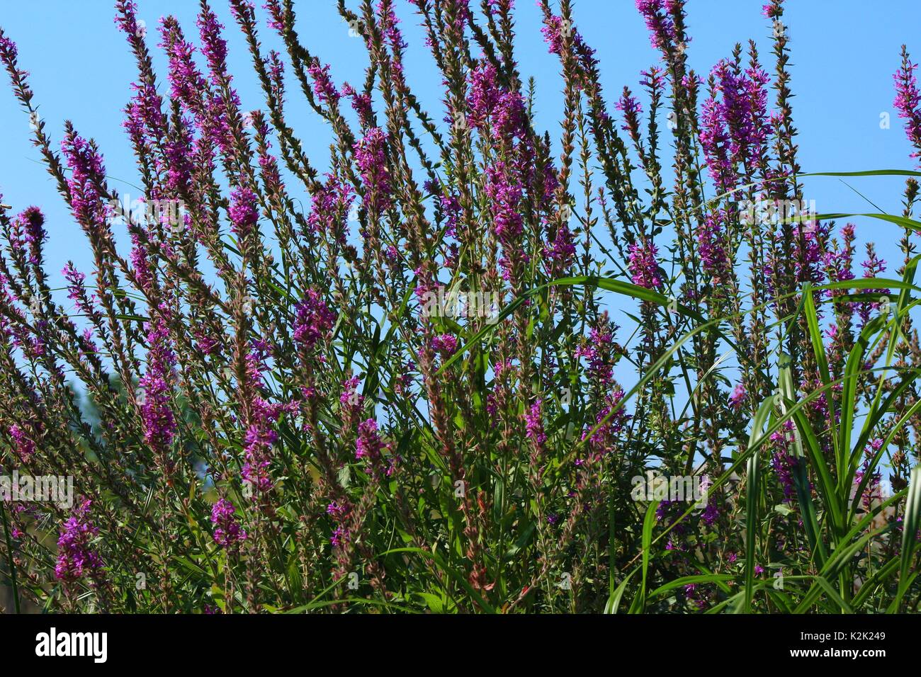 Lake shore scenery Stock Photo - Alamy