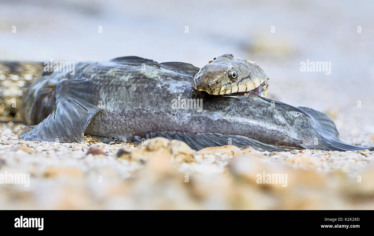 Sea fish in the mouth of a water snake Stock Photo - Alamy