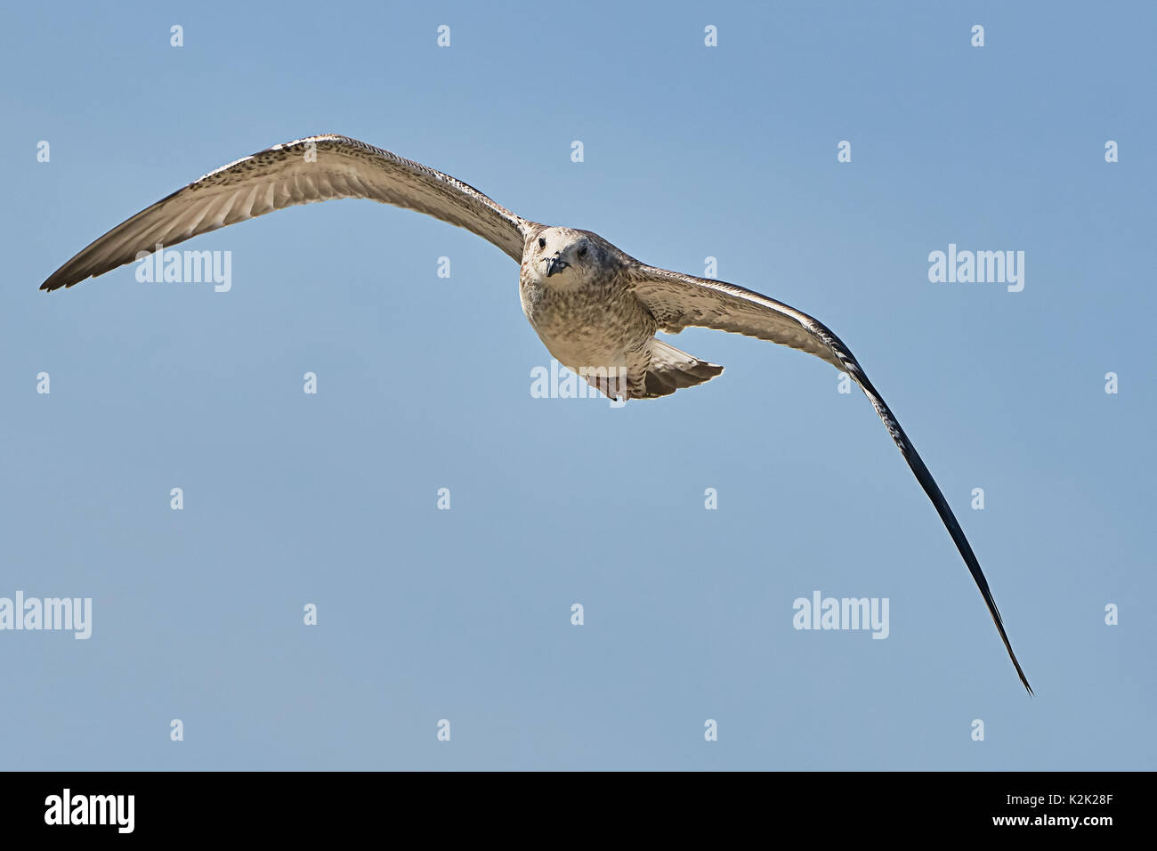 Common gull in flight against hi-res stock photography and images - Alamy