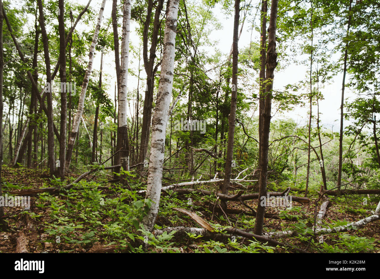 Forest with trees and rocks in Ontario, Canada Stock Photo - Alamy