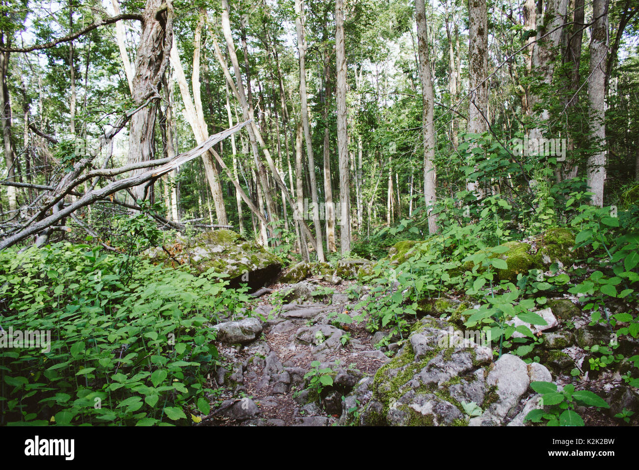 Ontario forest shield hi-res stock photography and images - Alamy