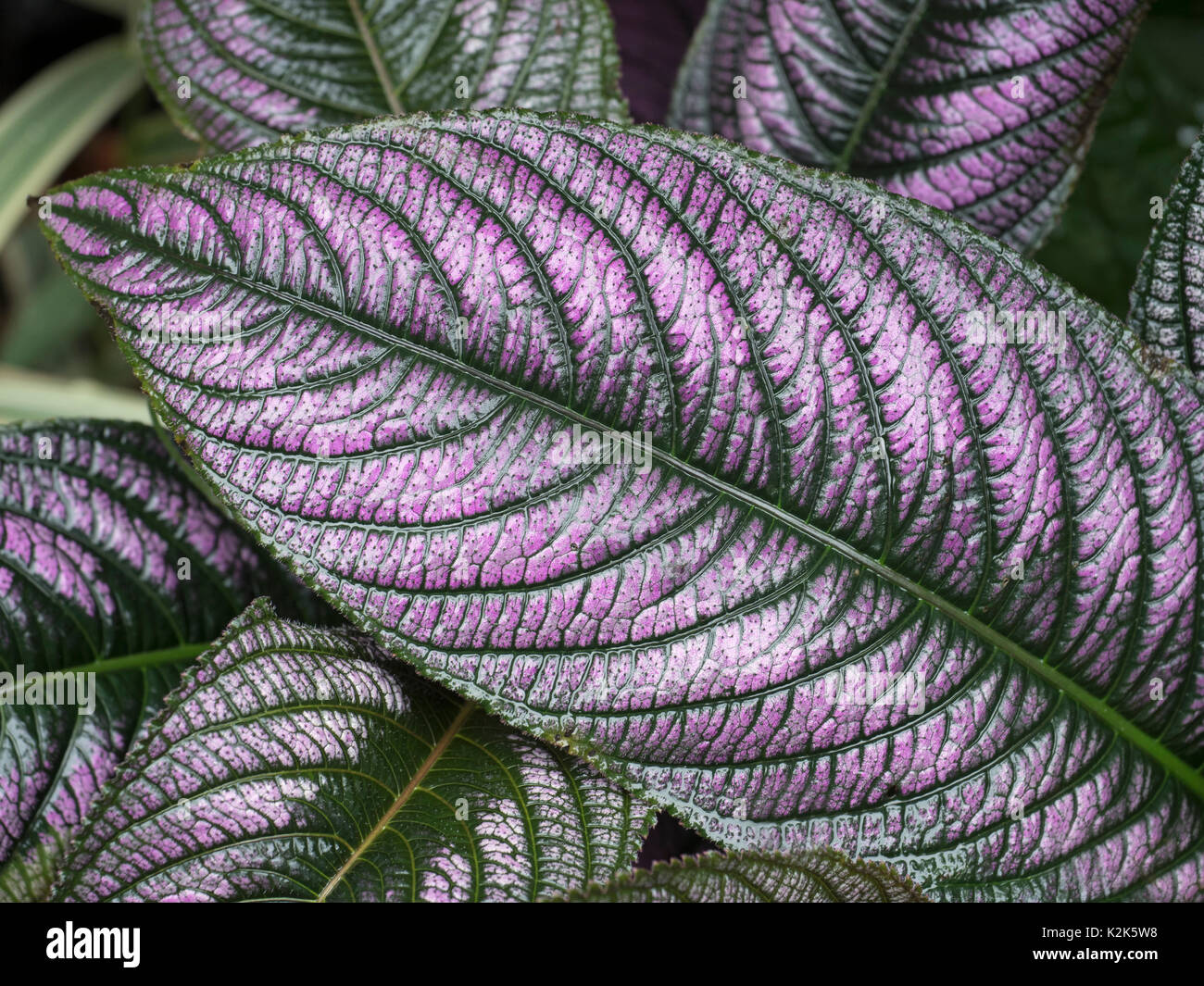 Persian shield hi-res stock photography and images - Alamy