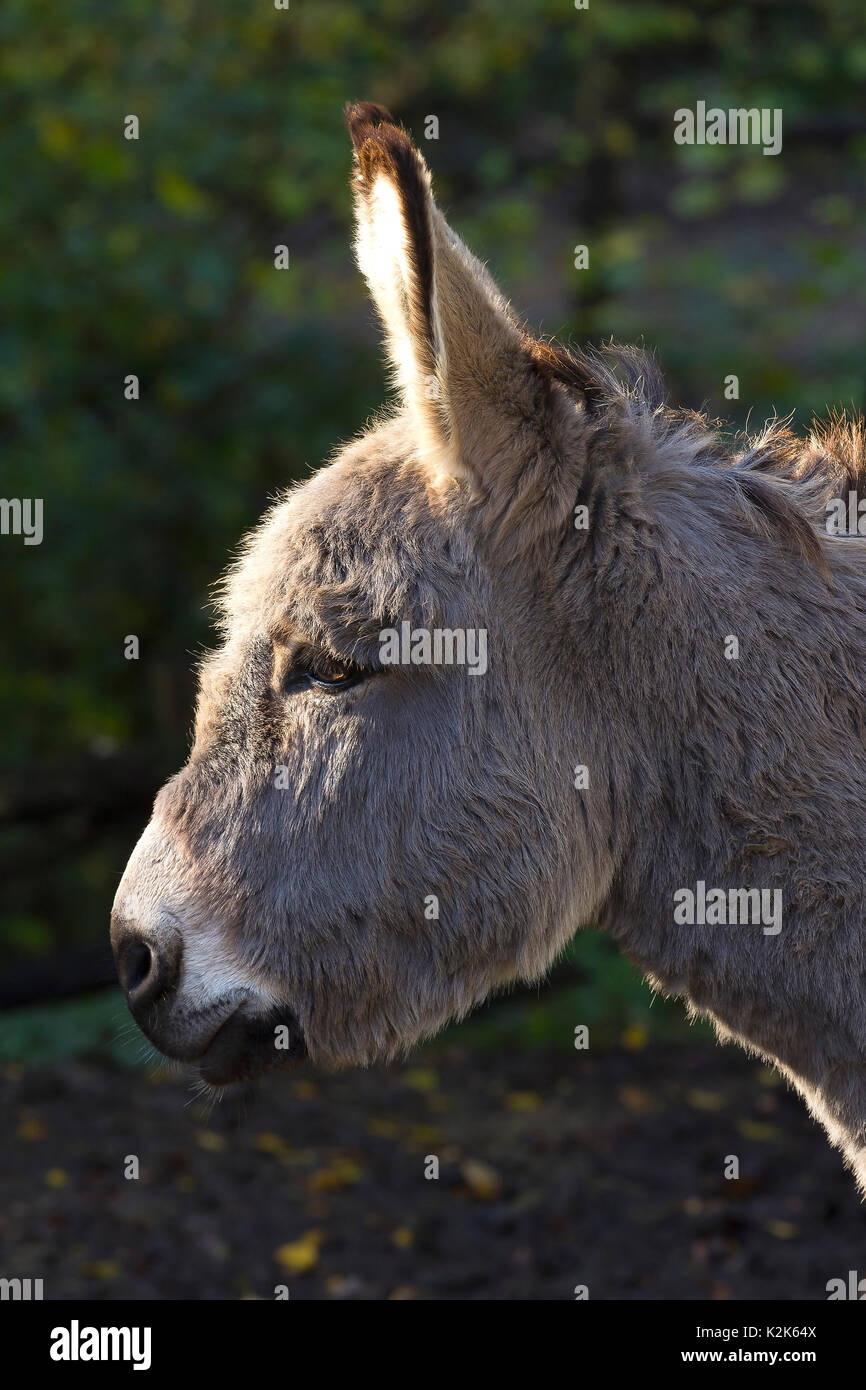 Grey donkey hi-res stock photography and images - Alamy