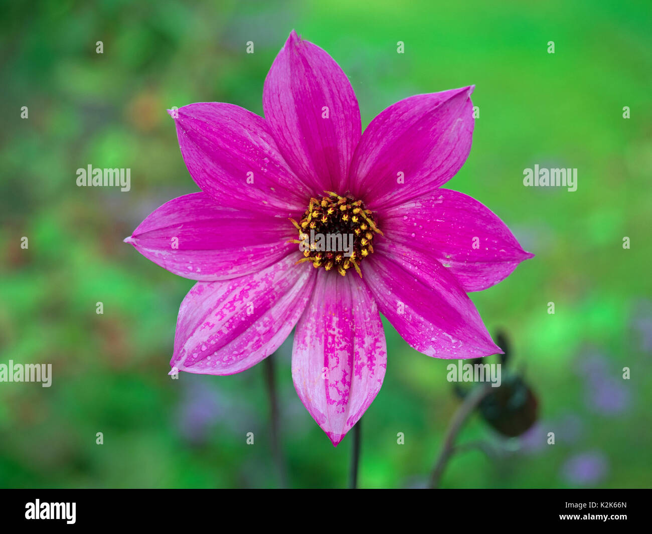 Magenta star hi-res stock photography and images - Alamy