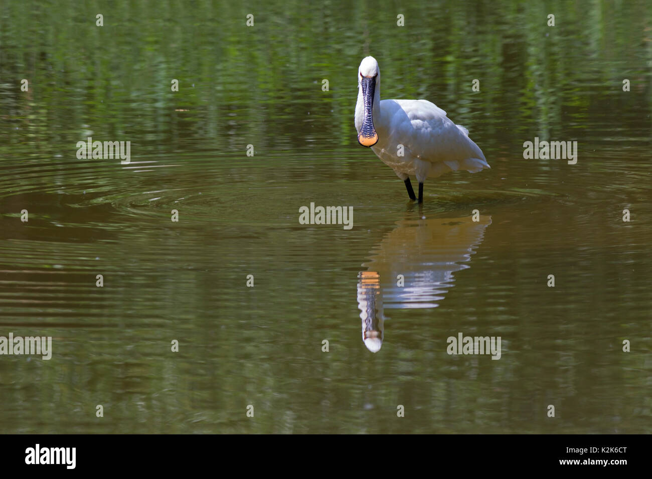 Eurasian spoonbill in the lake Stock Photo - Alamy