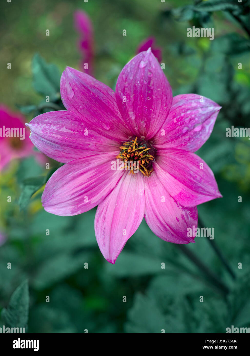 Dahlia ‘magenta star’ hi-res stock photography and images - Alamy