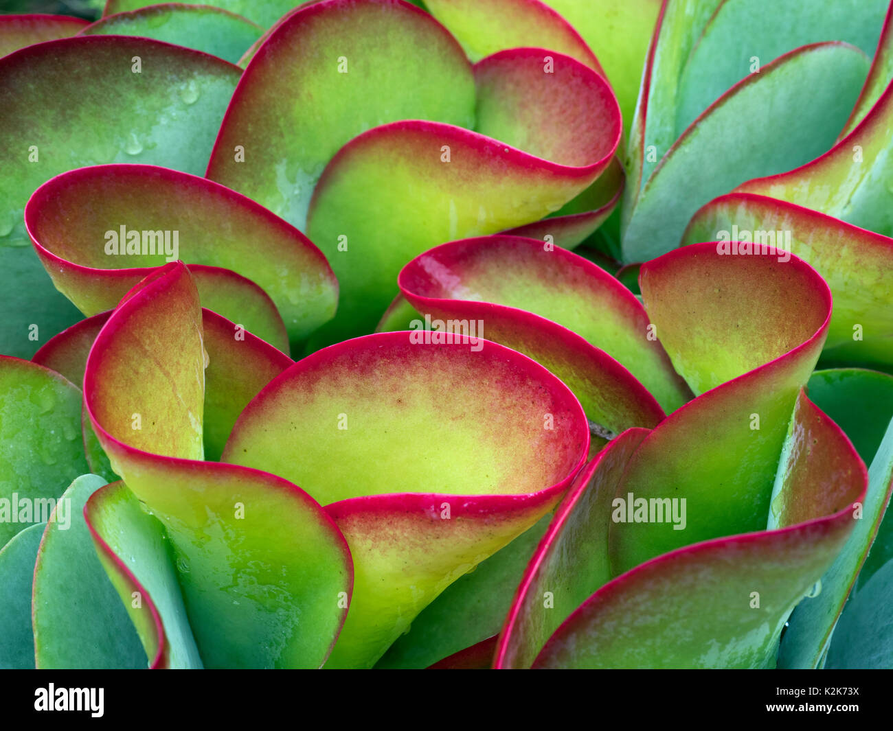 Kalanchoe thyrsiflora paddle plant hi-res stock photography and images ...