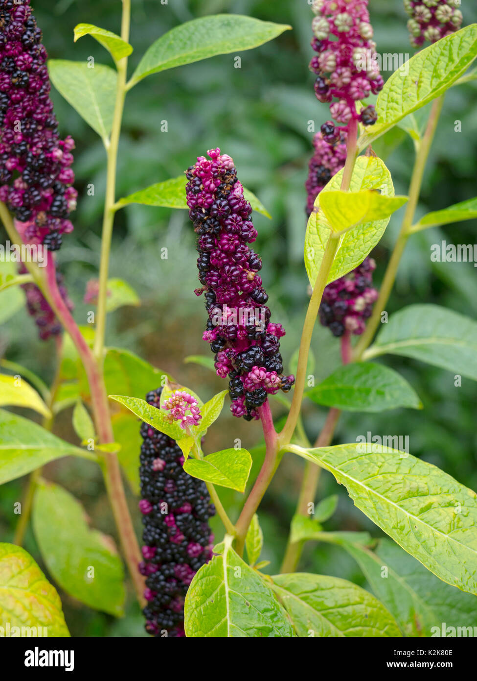 American Pokeweed Plant Phytolacca americana fruiting bodies Stock ...