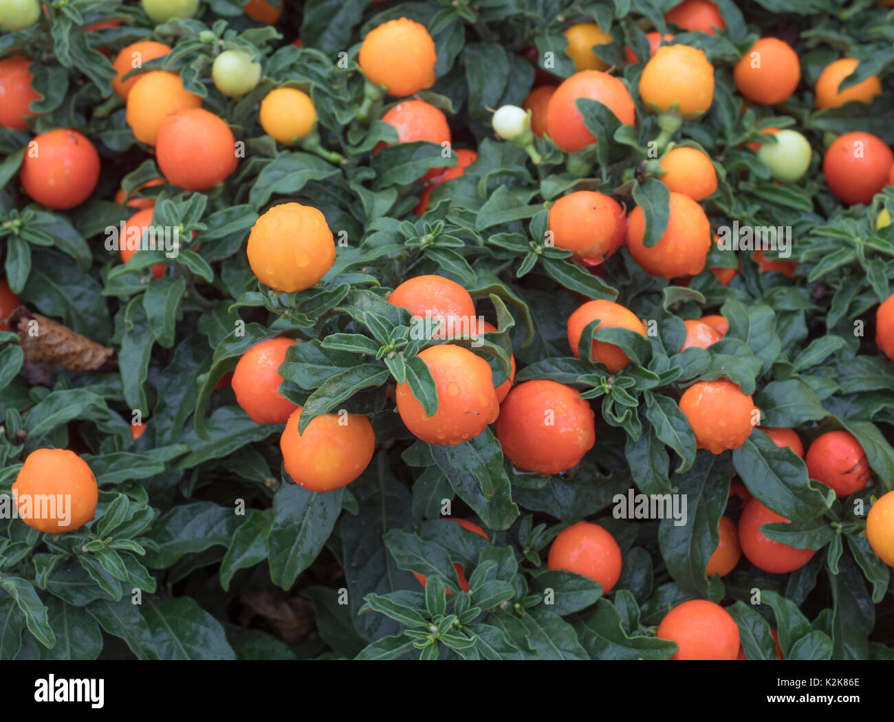 Solanum pseudocapsicum, Christmas Cherry, Jerusalem Cherry, Kangaroo ...