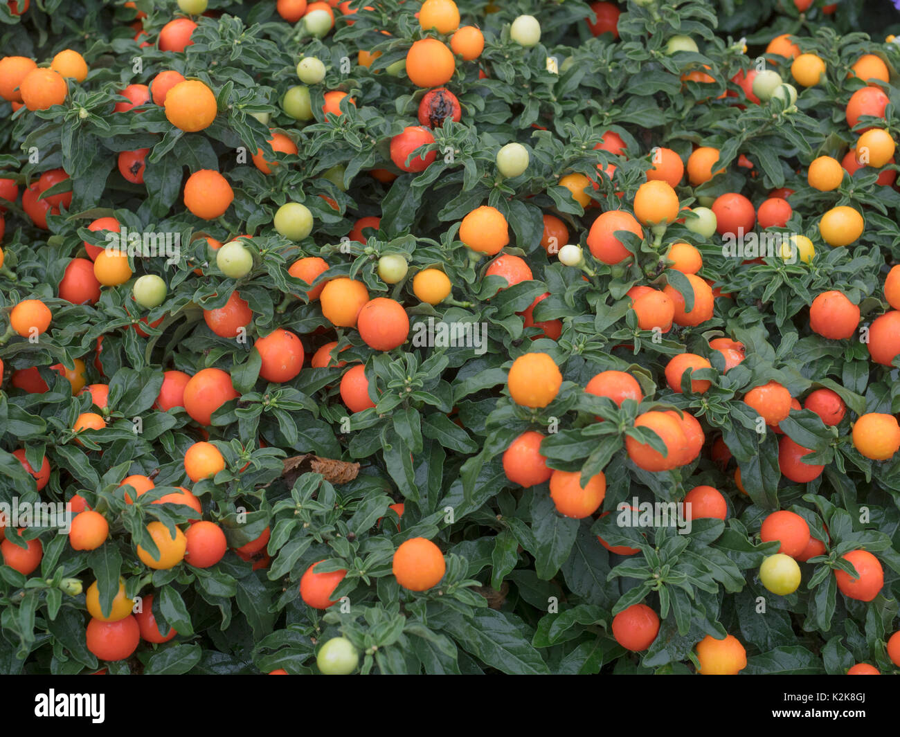 Solanum pseudocapsicum hi-res stock photography and images - Alamy