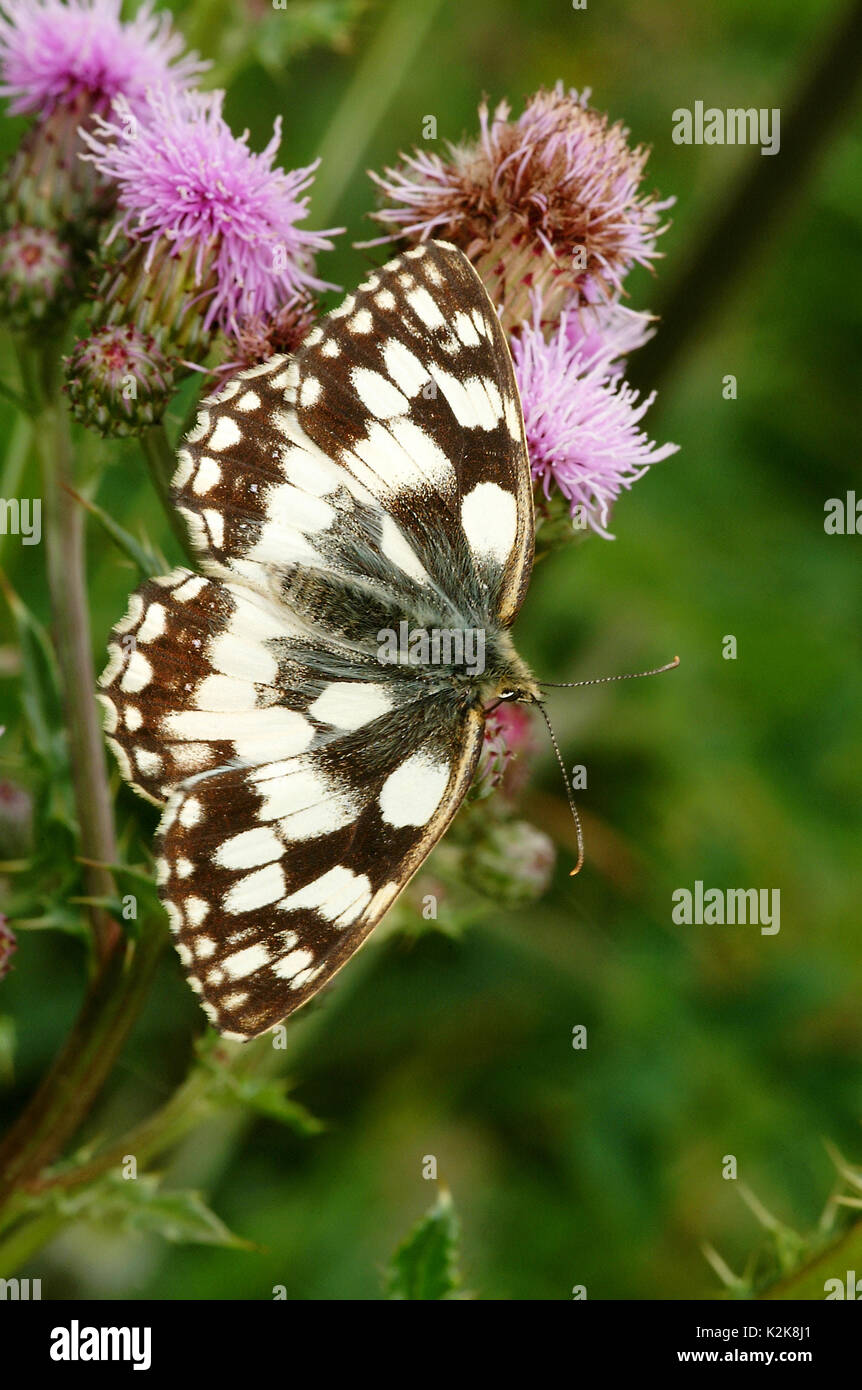 Marbled White Butterfly (Melanargia galathea Stock Photo - Alamy