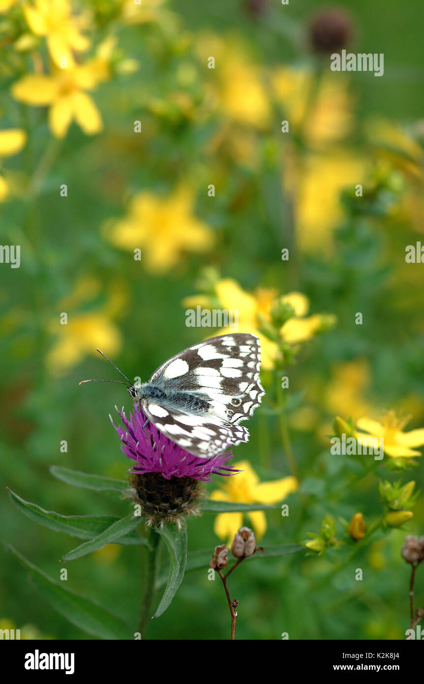 Marbled White Butterfly (Melanargia galathea Stock Photo - Alamy
