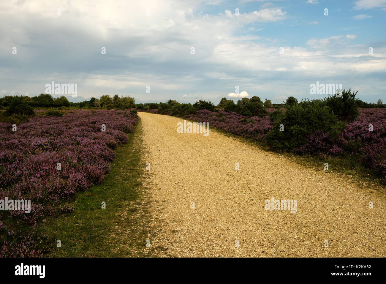 Fritham, Hampshire High Resolution Stock Photography and Images - Alamy
