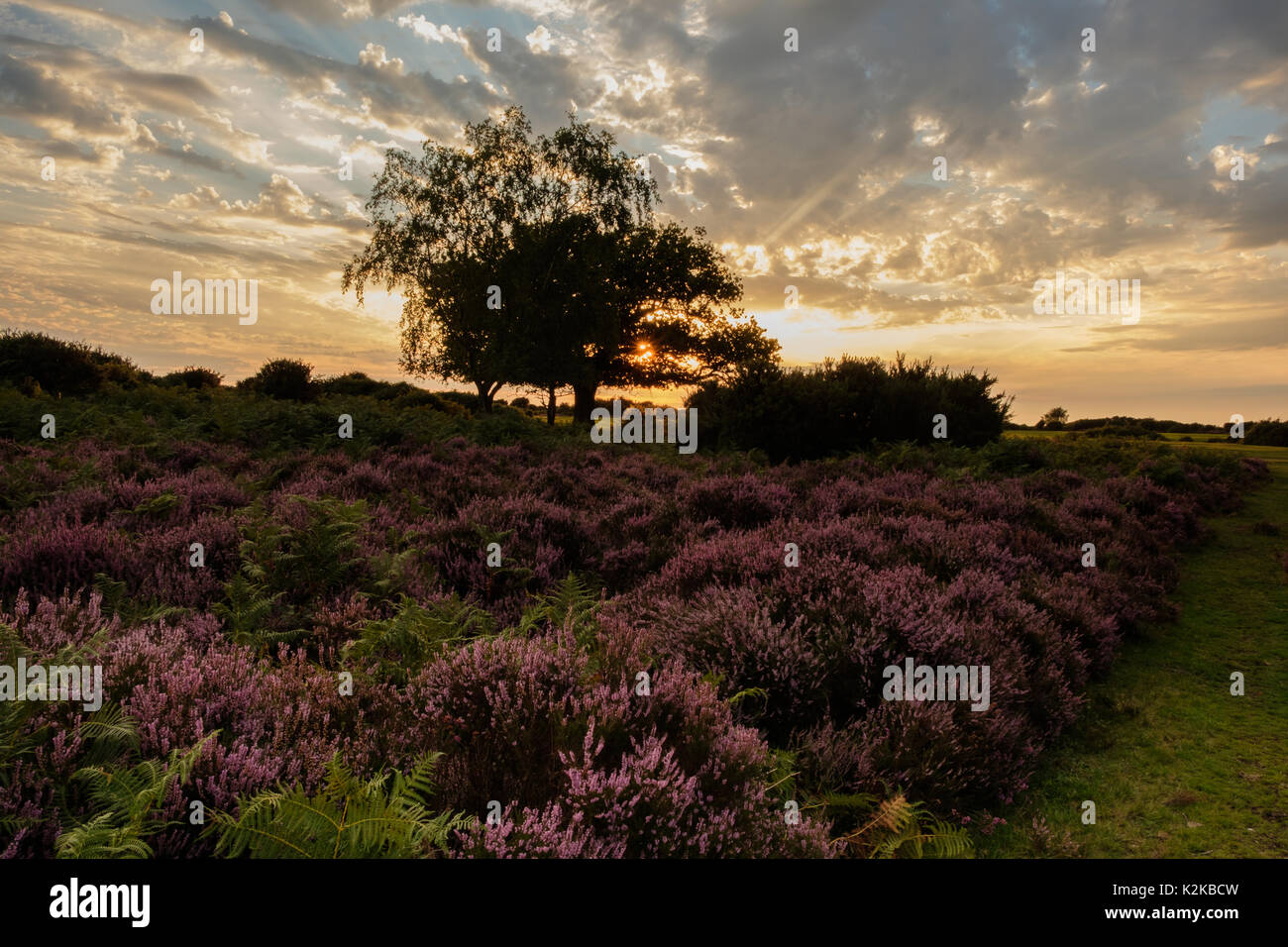 Oak tree setting sun hi-res stock photography and images - Alamy