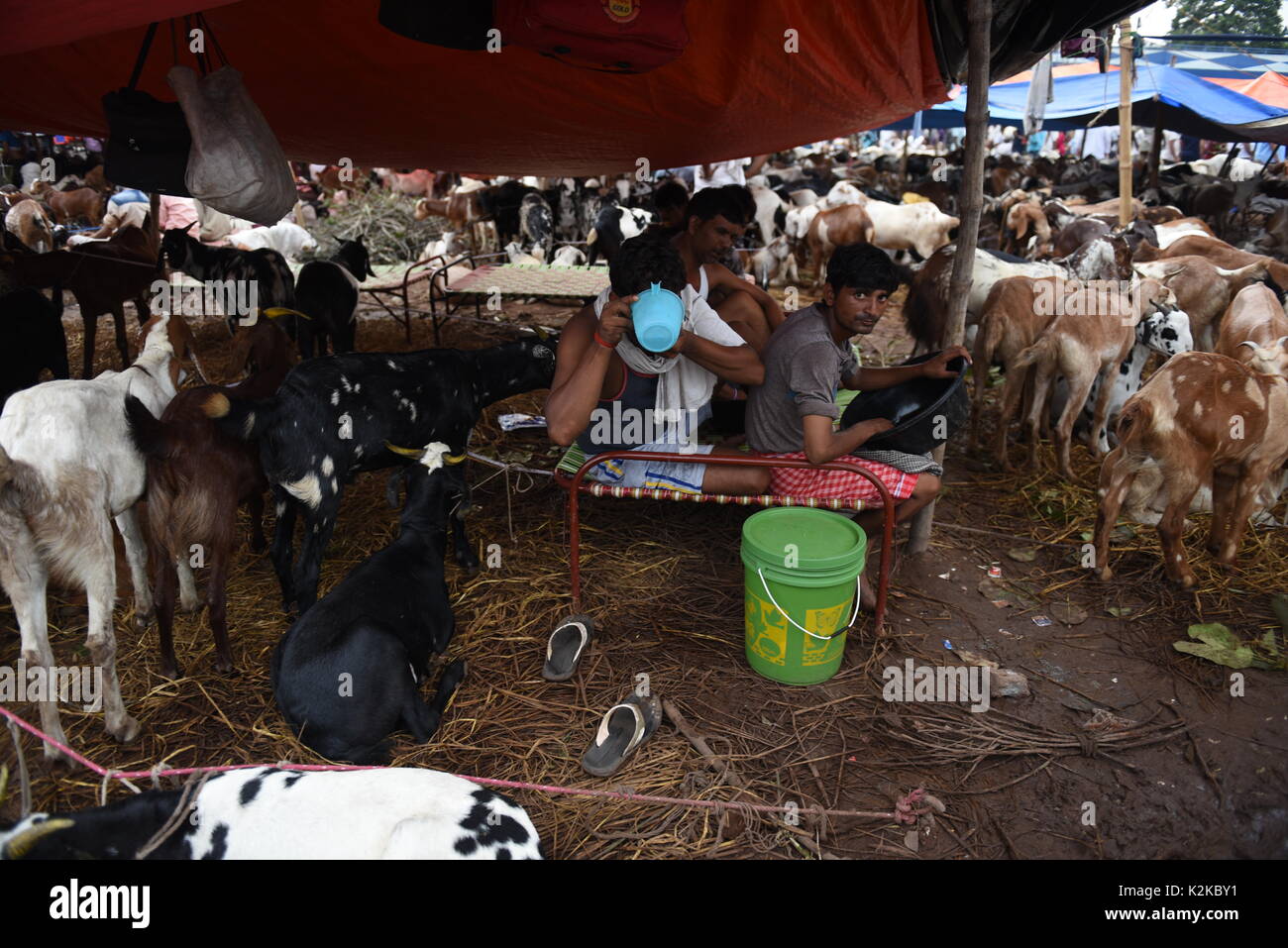 Cattlefair hi-res stock photography and images - Alamy