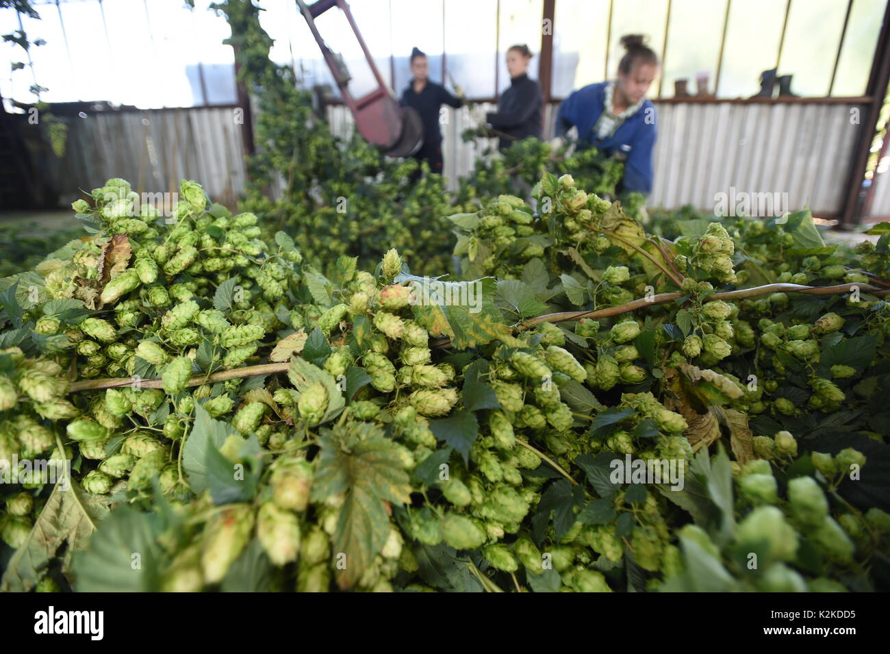Zatec hops harvest hi-res stock photography and images - Alamy