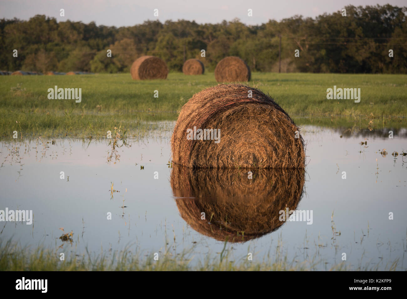 Gonzales, USA. 30th Aug, 2017. Farmland is inundated along the swollen ...