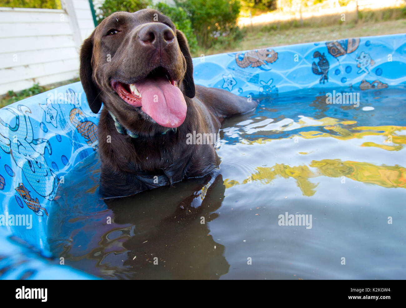 Chocolate Lab Puppies Swimming