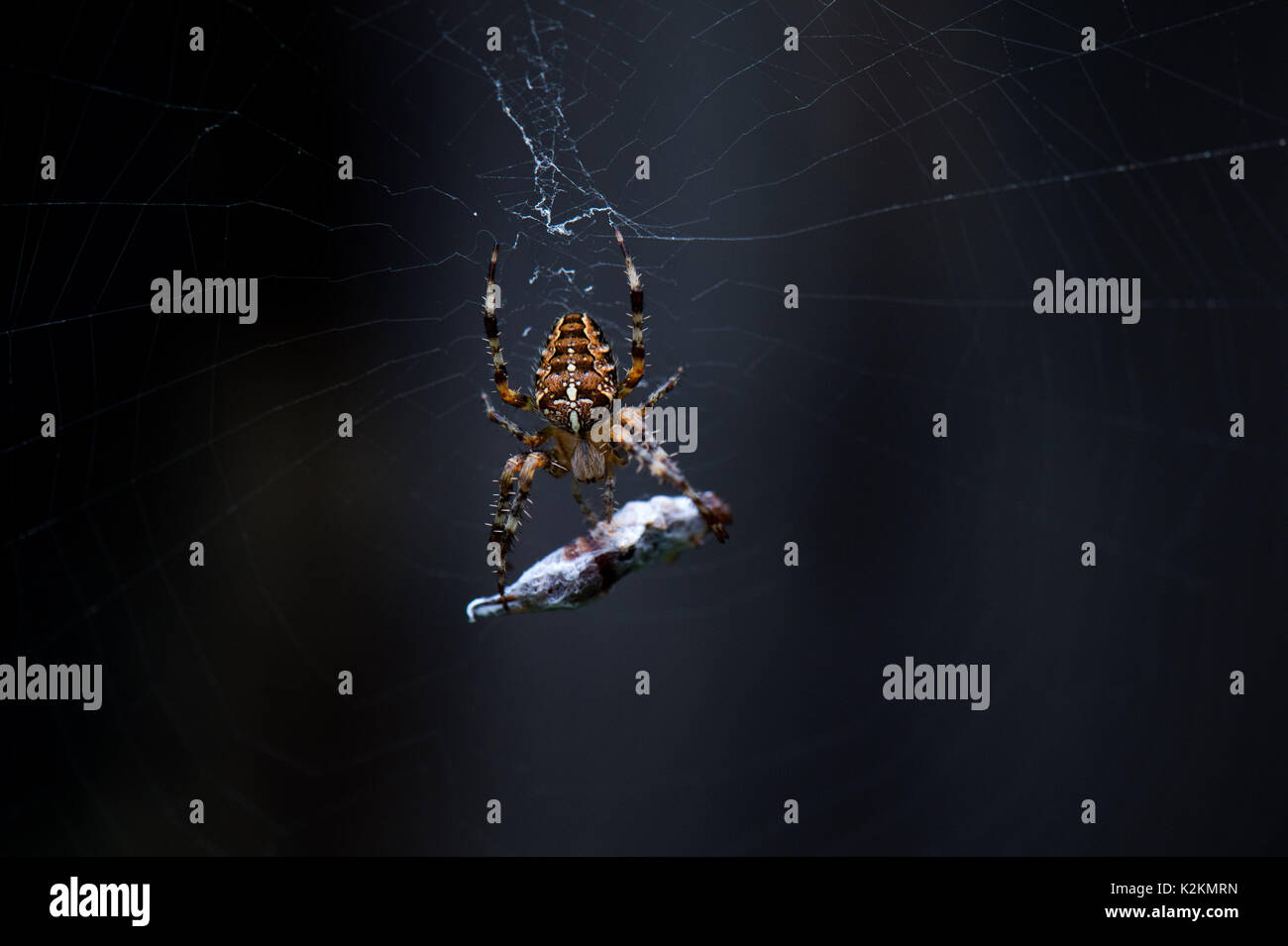 A cross spider (Araneus) can be seen with bundled prey in its net in a ...