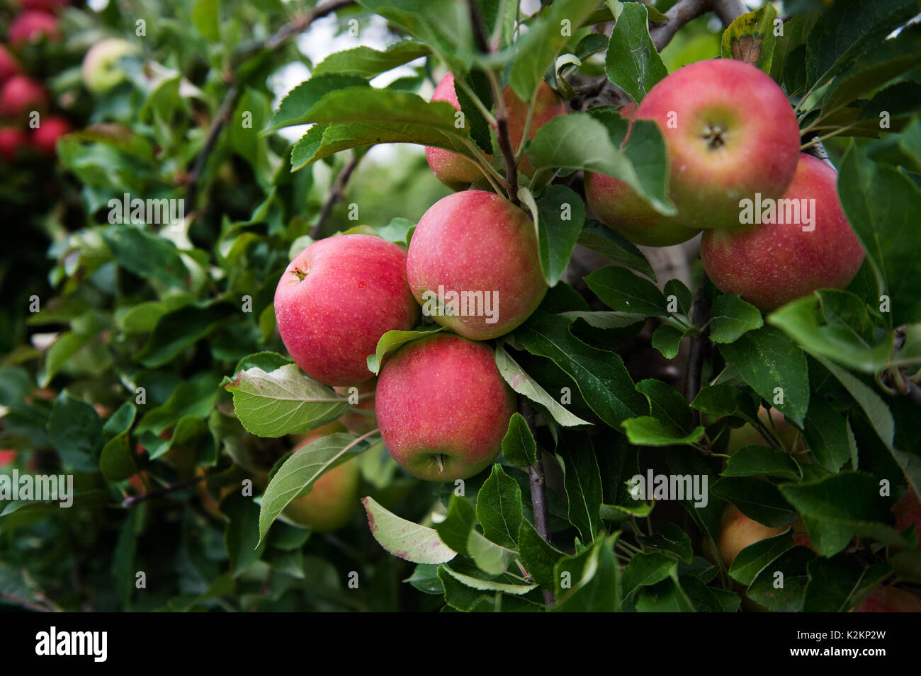 Wurzen, Germany. 01st Sep, 2017. 'Elstar' apples growing on an apple ...