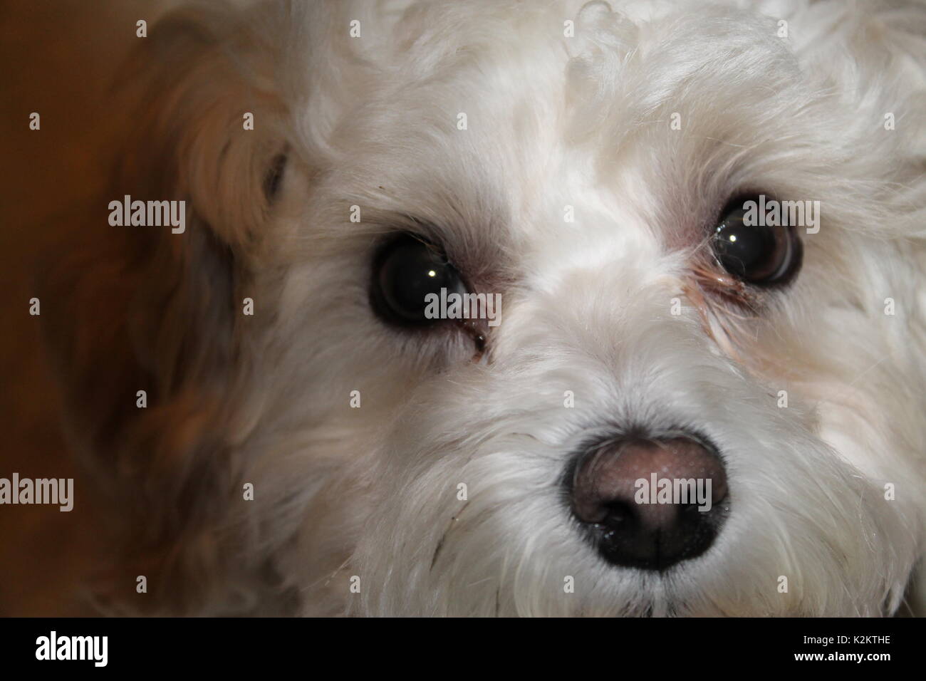 Bichon Frise close up Stock Photo - Alamy