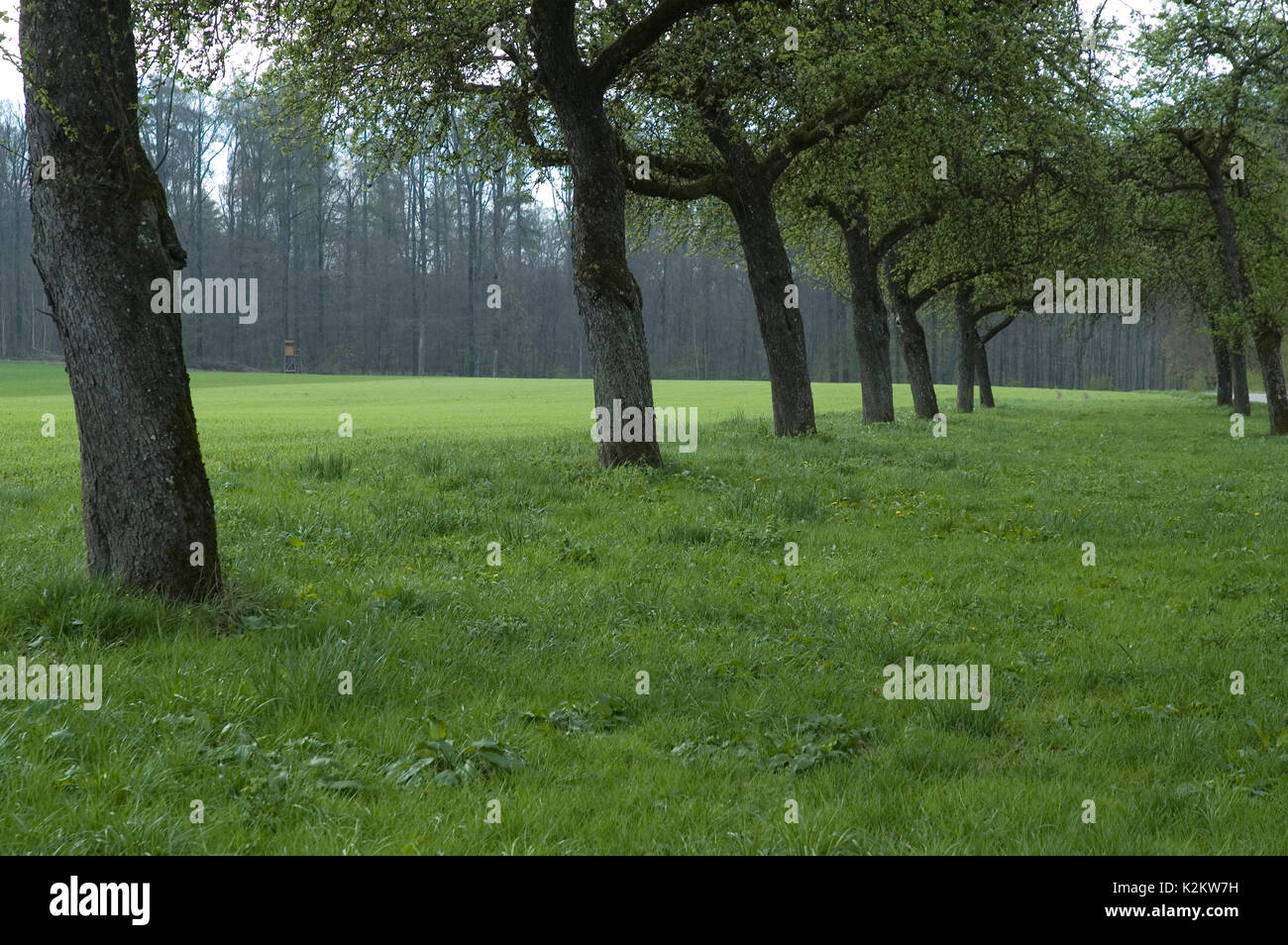 trees in rows Stock Photo - Alamy