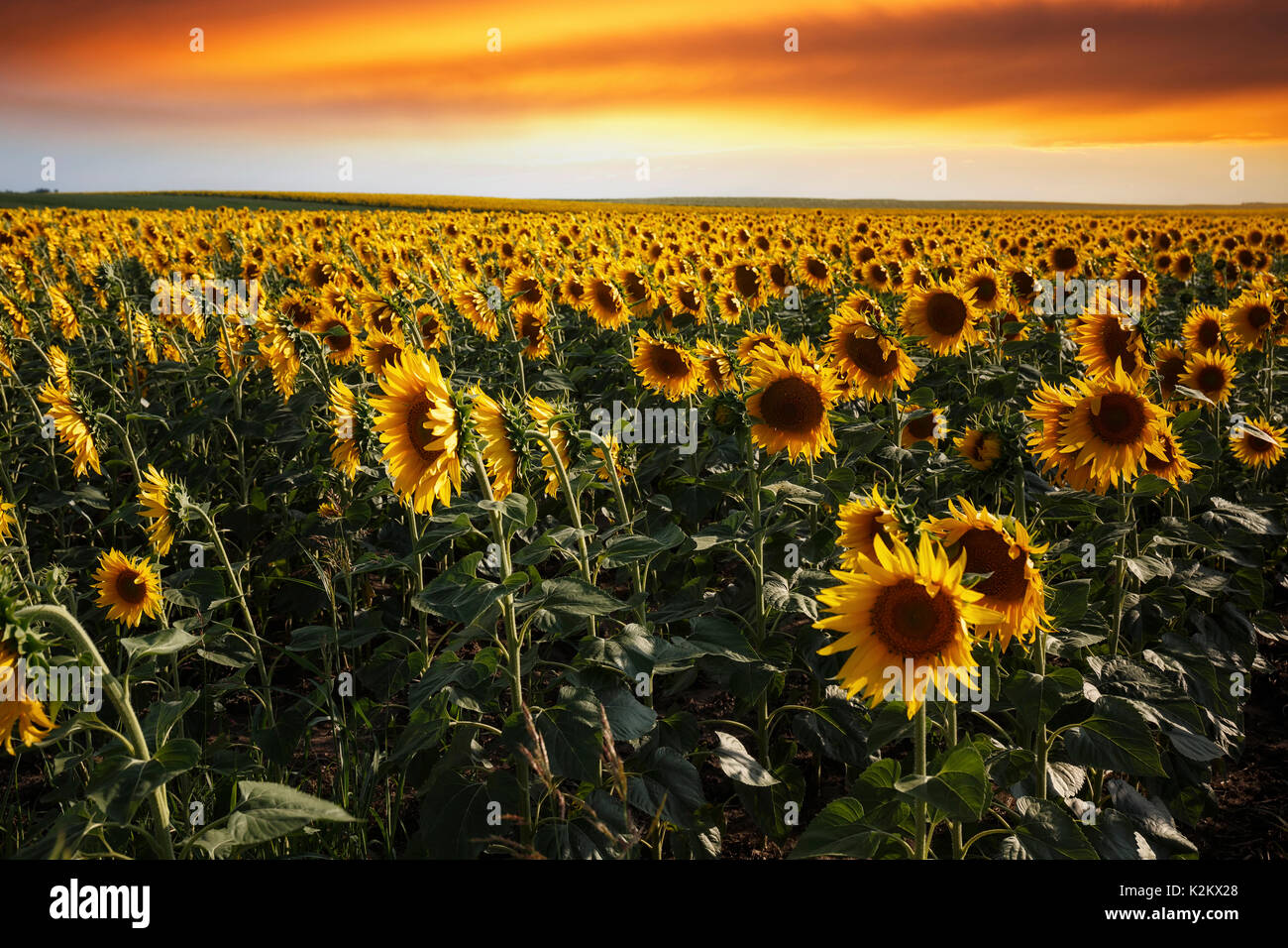 Beautiful summer sunset over a sunflower field with dramatic sky ...