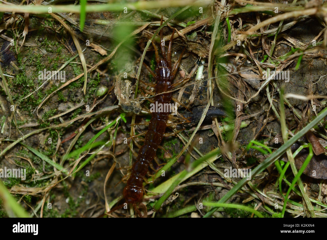 Earth centipede hi-res stock photography and images - Alamy