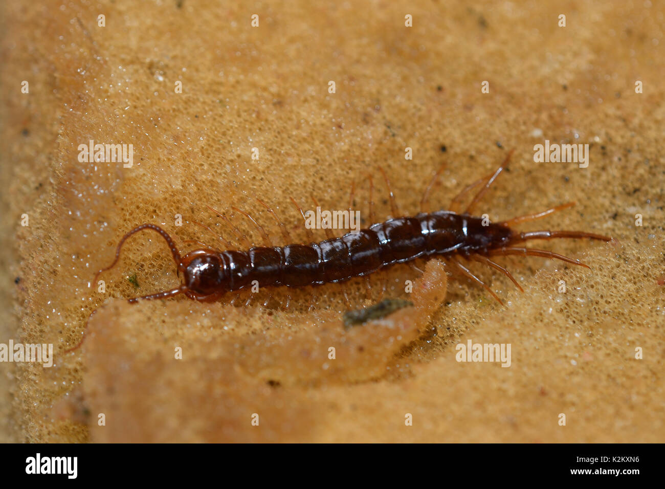 centipede walking on the ground grass Stock Photo - Alamy