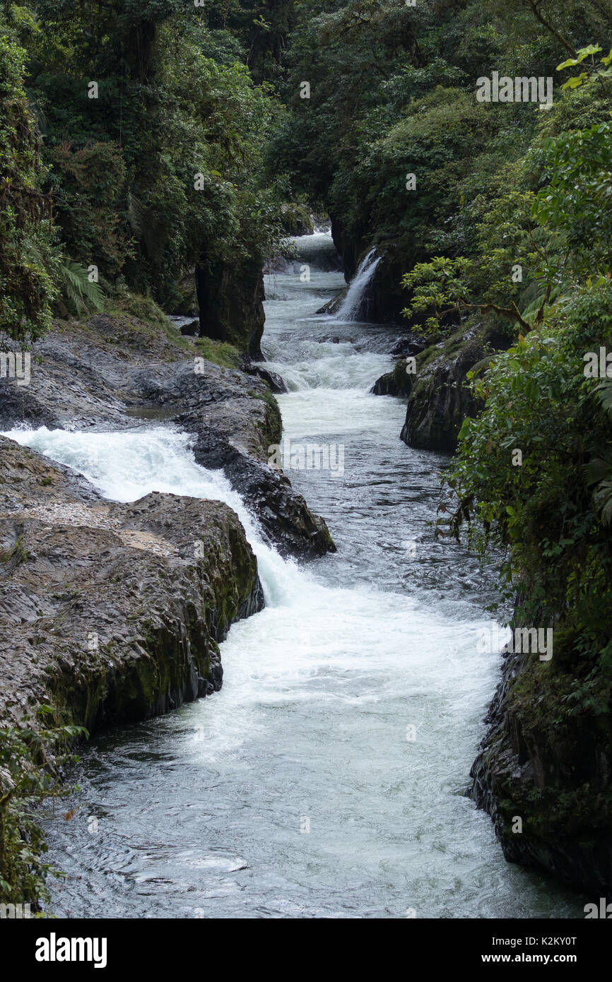 river through the jungle in the Ecuadorian Amazon area Stock Photo - Alamy