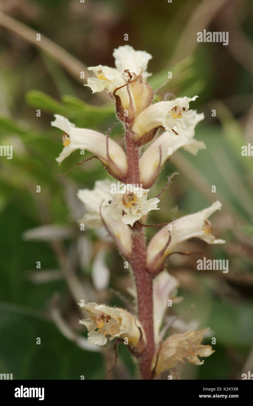 Orobanche hi-res stock photography and images - Alamy