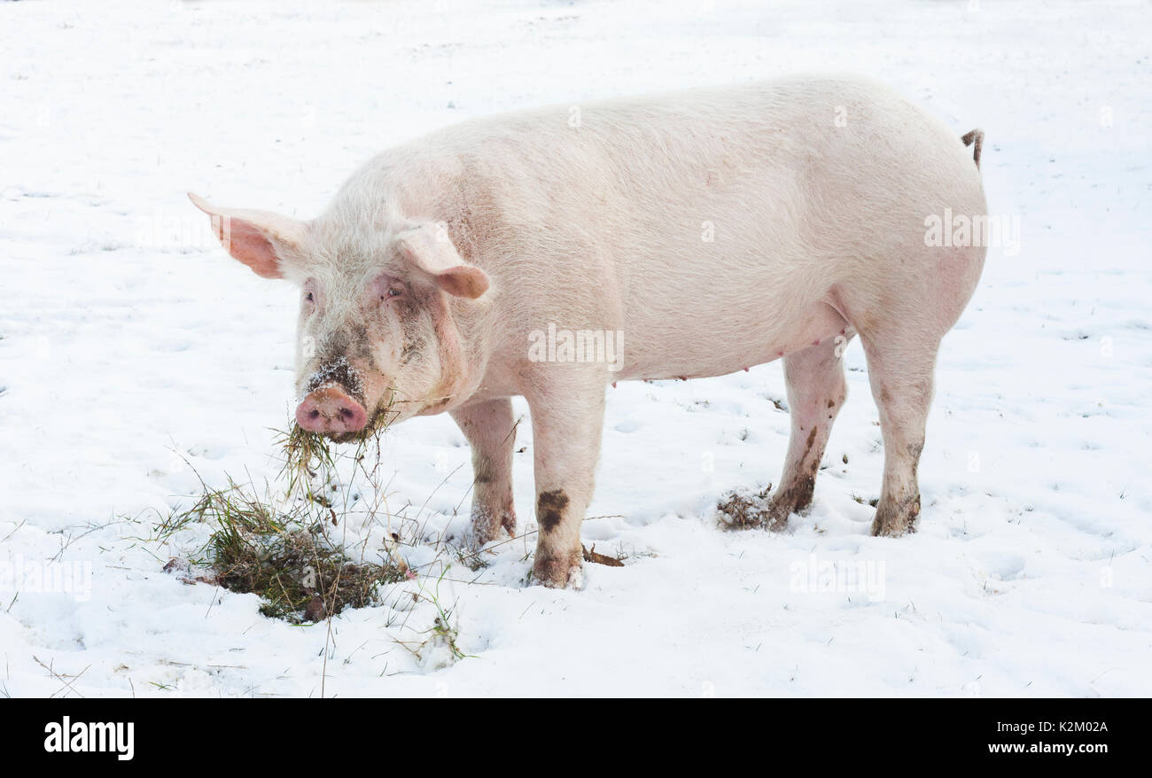 Pig farm in the snow hi-res stock photography and images - Alamy