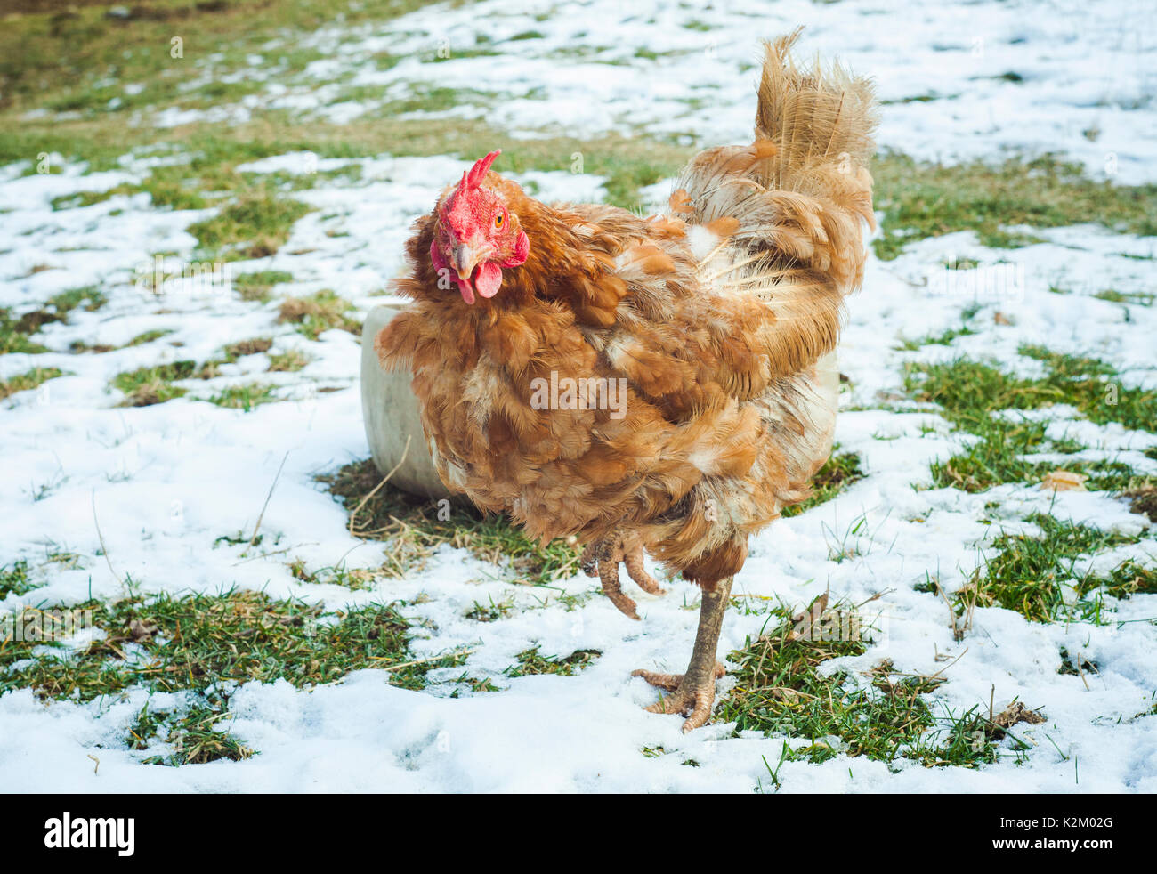 Hen chicken snow winter hi-res stock photography and images - Alamy