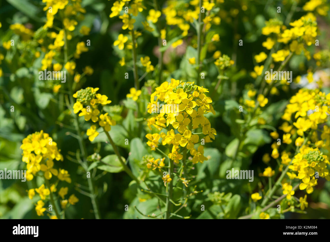 Blumming hi-res stock photography and images - Alamy