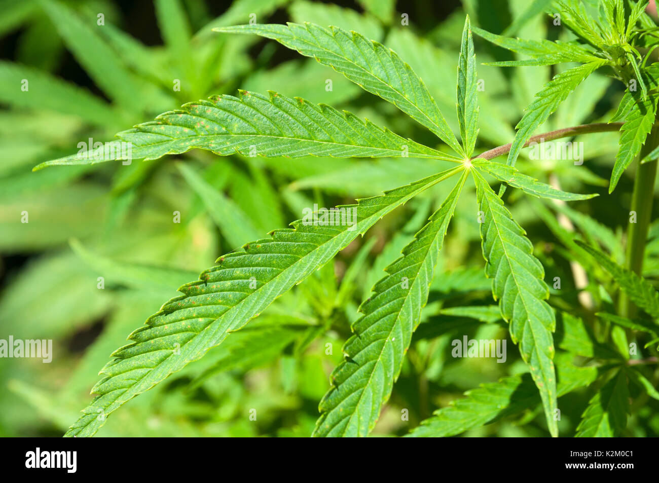 Medical Cannabis for Relief from pains Stock Photo - Alamy