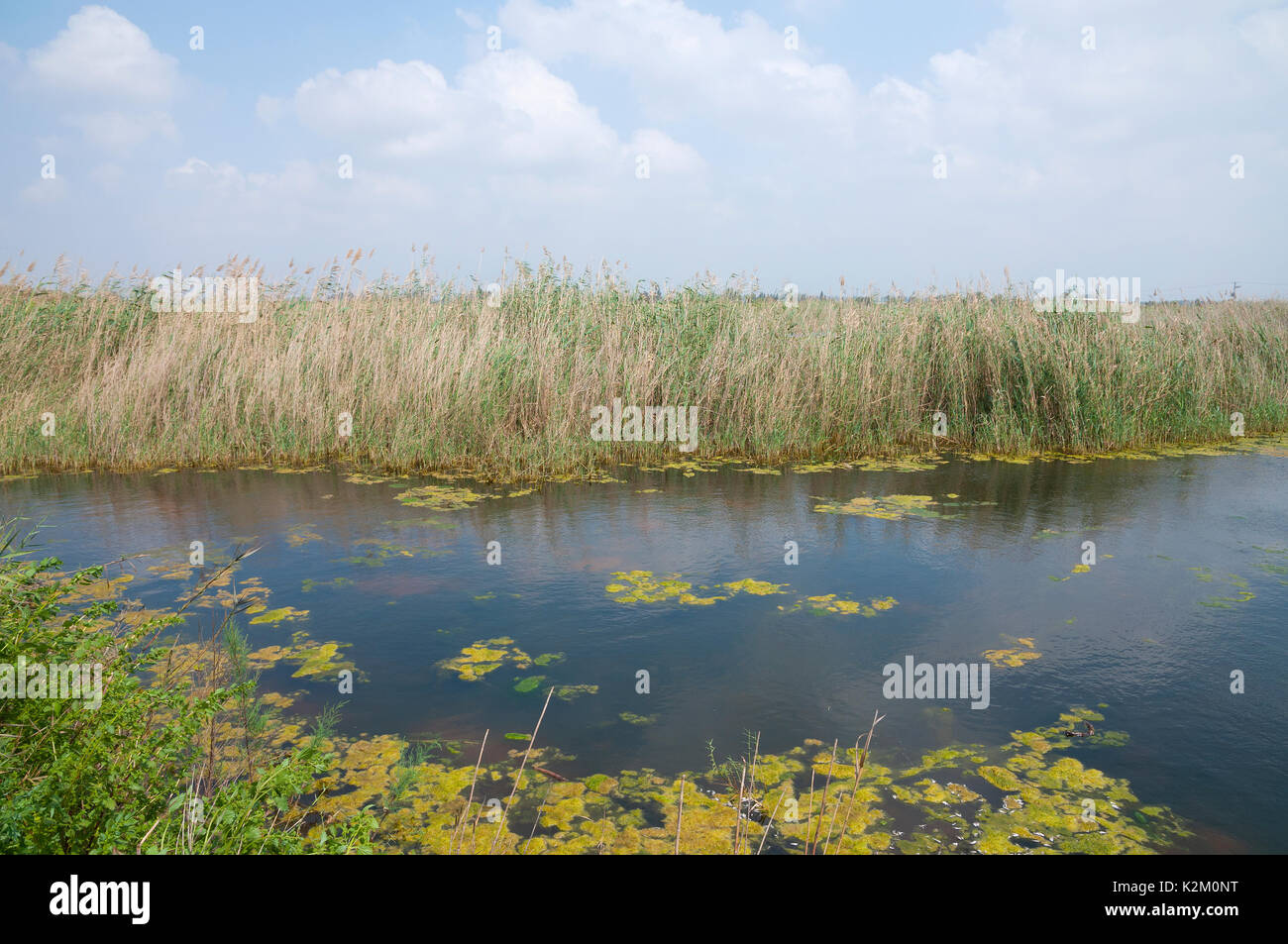Wild nature, Agamon Emek Hefer Stock Photo - Alamy