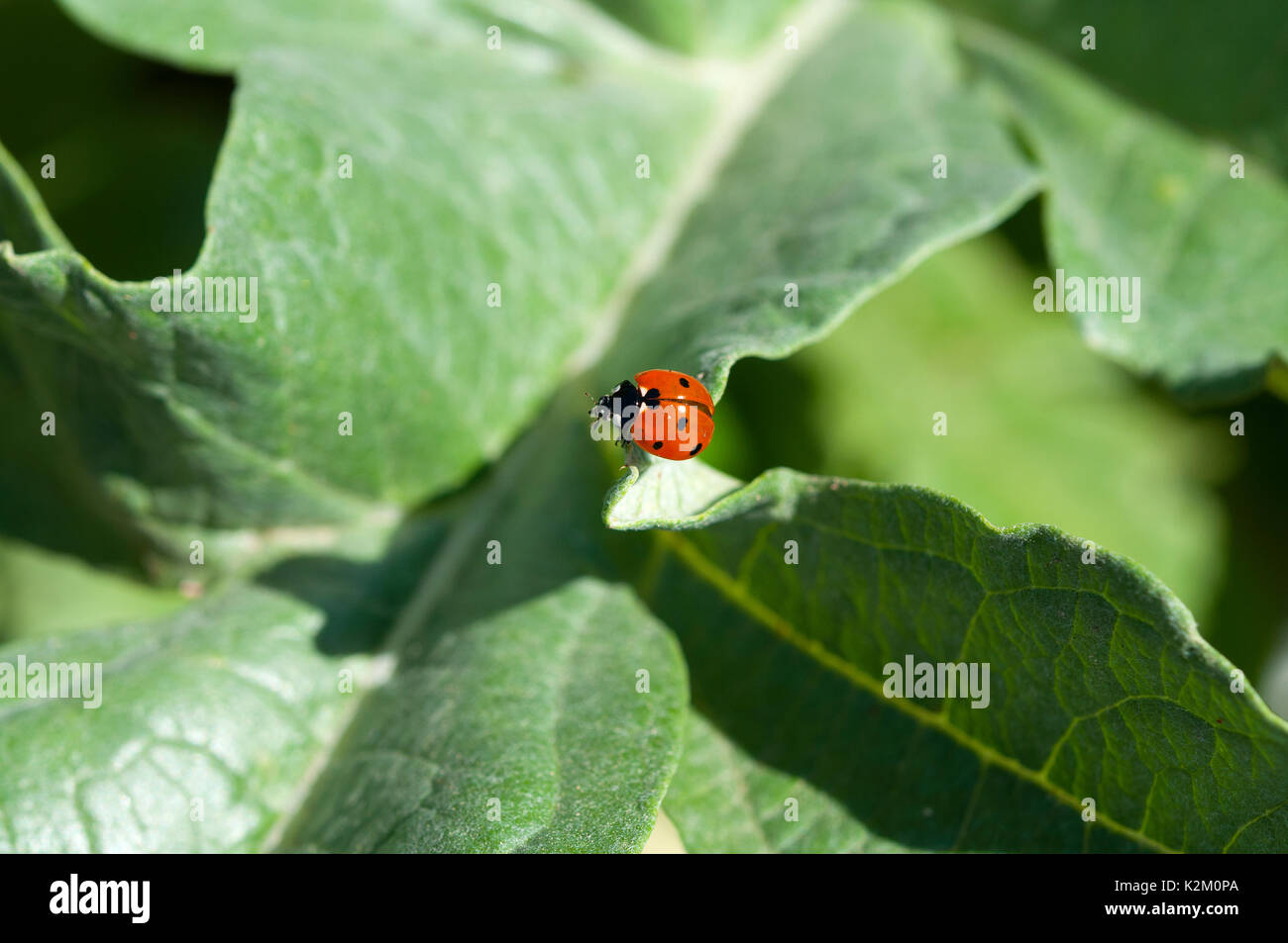 Insect on a leaf Stock Photo - Alamy