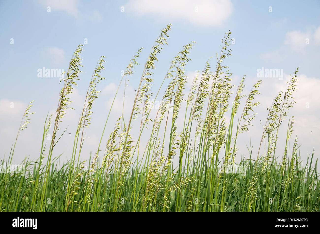 Emek Hefer High Resolution Stock Photography and Images - Alamy