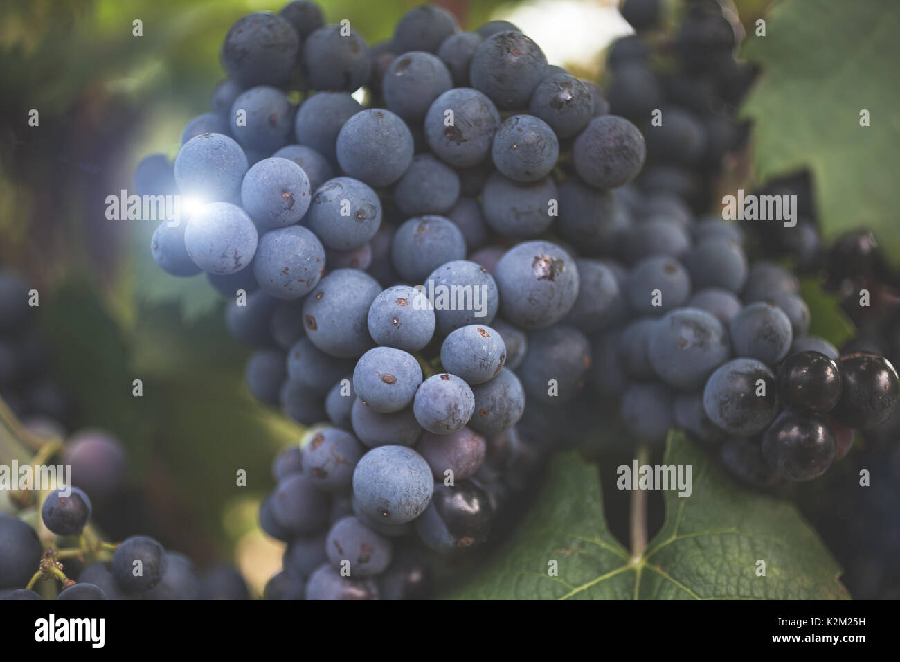 Ripe grapes on branch in the sunshine light Stock Photo - Alamy