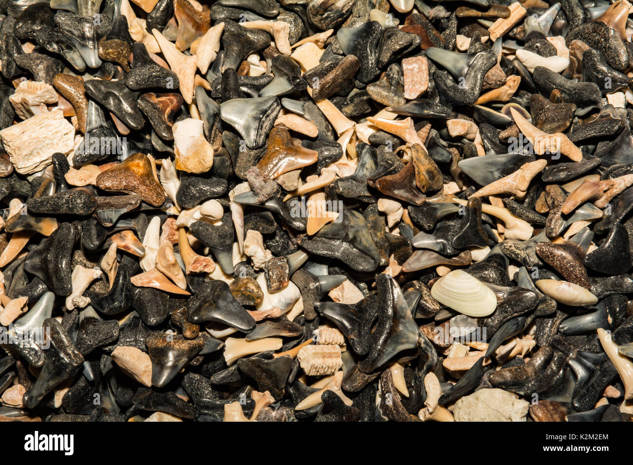 Shark teeth background Stock Photo - Alamy