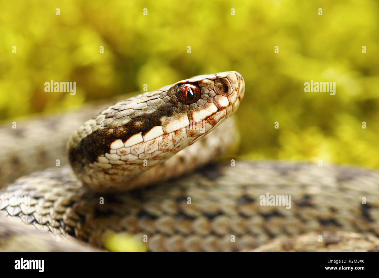 beautiful portrait of common european viper in the wild ( Vipera berus ...