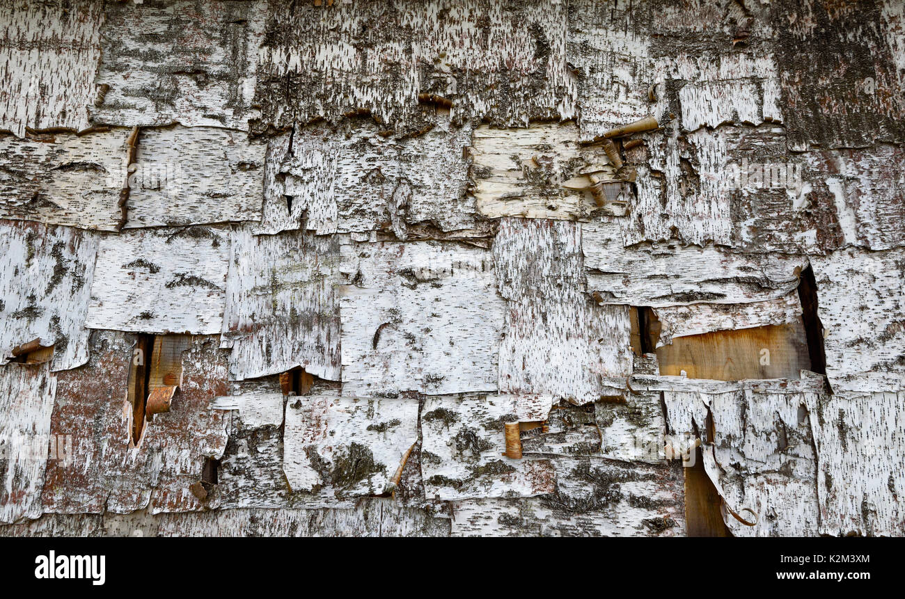 Silver birch white background hi-res stock photography and images - Alamy