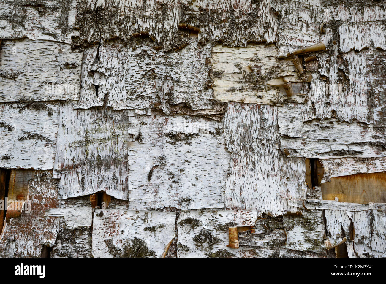 Silver birch white background hi-res stock photography and images - Alamy