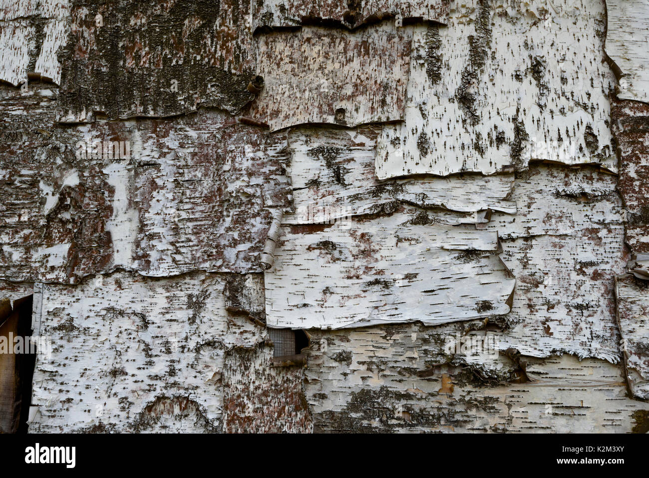Close-up of birch tree bark details - background or texture Stock Photo ...
