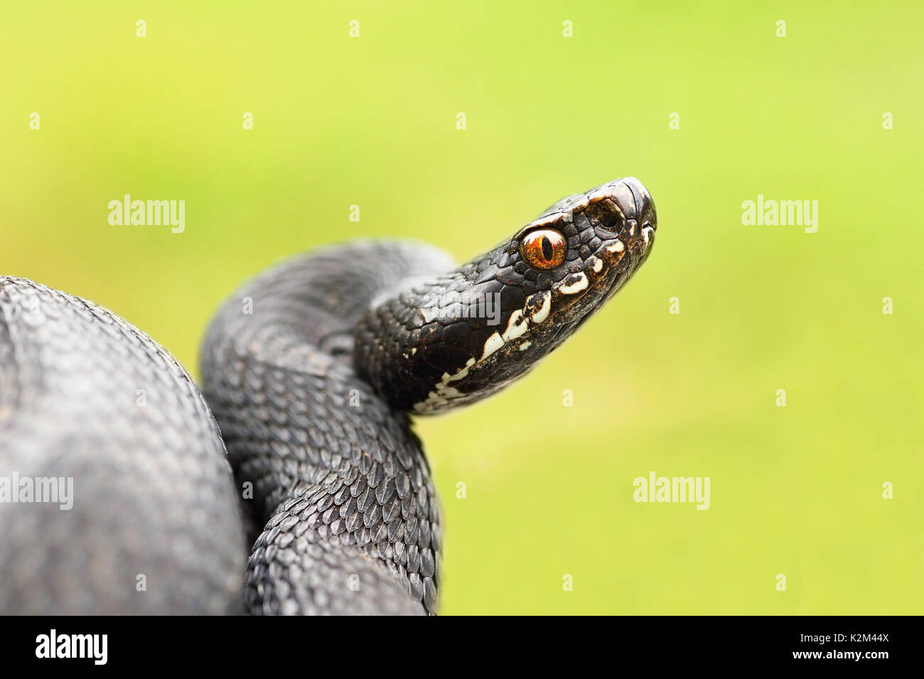 Adder vipera berus portrait hi-res stock photography and images - Alamy